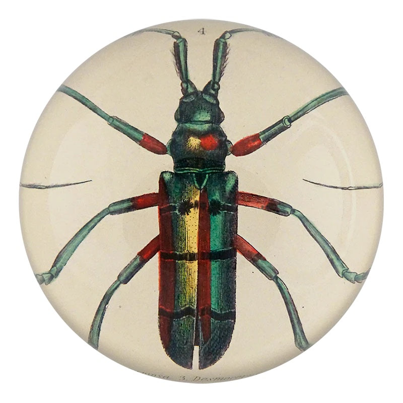 il Buco Vita Green Red Beetle (Lamia tricincta) Dome Paperweight John ...